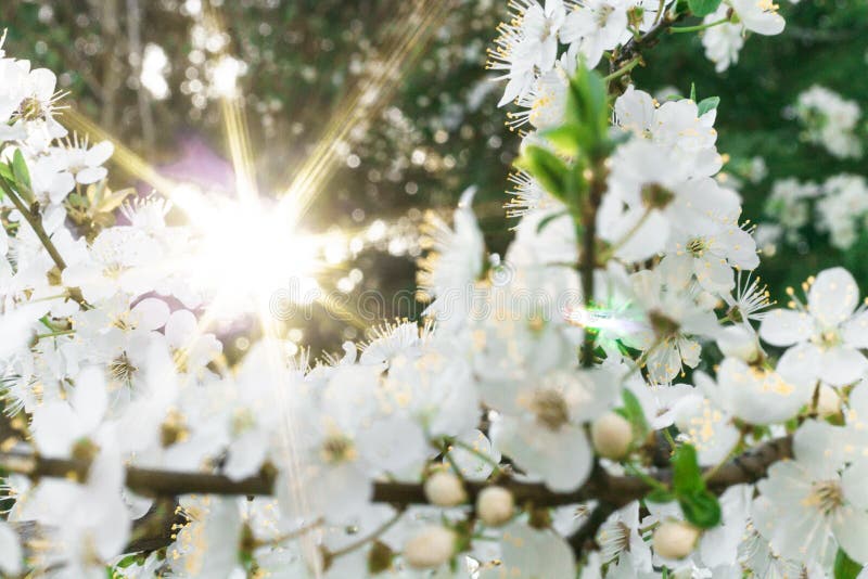 The Sun is Shining through the Spring Flowering Tree. Background. Copy ...