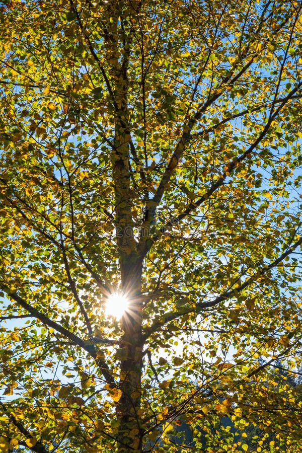 Sun Shining through Tree Branches in Autumn Stock Photo - Image of ...