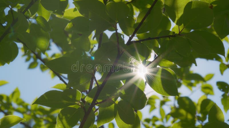 Sun Shining between Tree Branches Creating Beautiful Flares Stock Video ...