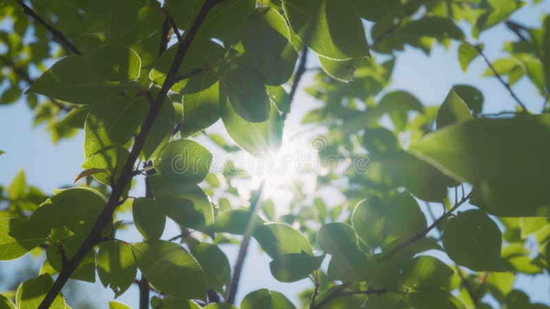 Sun Shining between Tree Branches Creating Beautiful Flares Stock ...