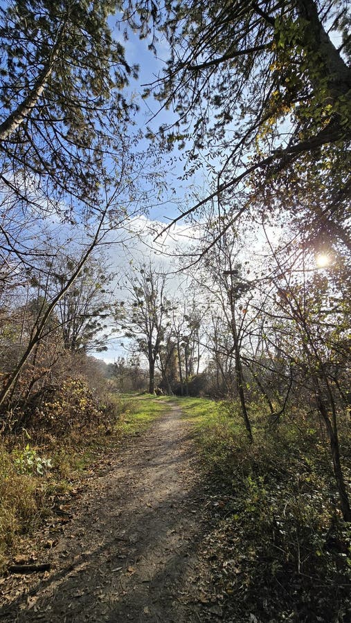 Sun Shining through Tree Branches on a Green Grass Meadow at Forest ...