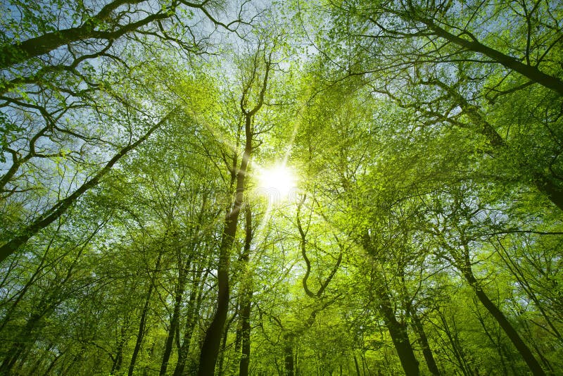 Sun Shining through Tree Branches Stock Photo - Image of foliage ...