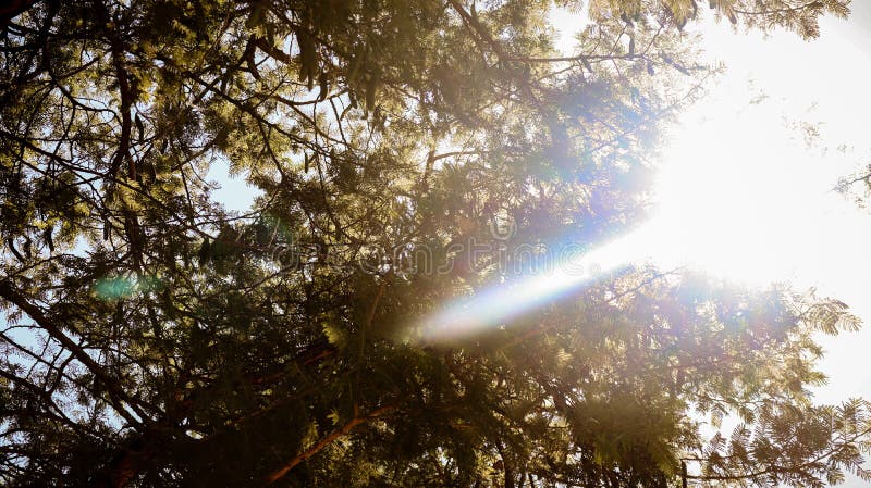 Sun Shining through Tree Branches Stock Photo - Image of tree, light ...