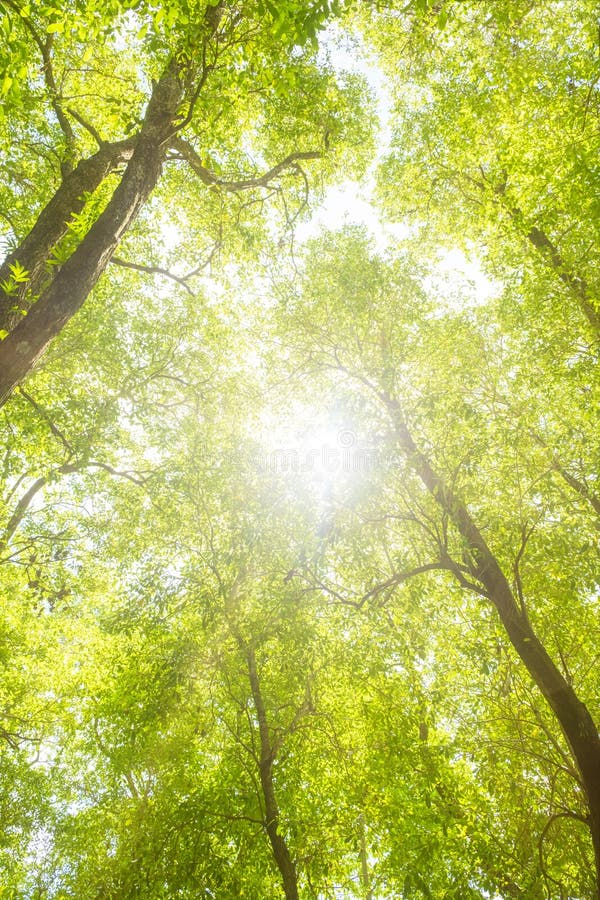 Sun Shining through Tree Brunches, Low Angle View, Vertical Composition ...