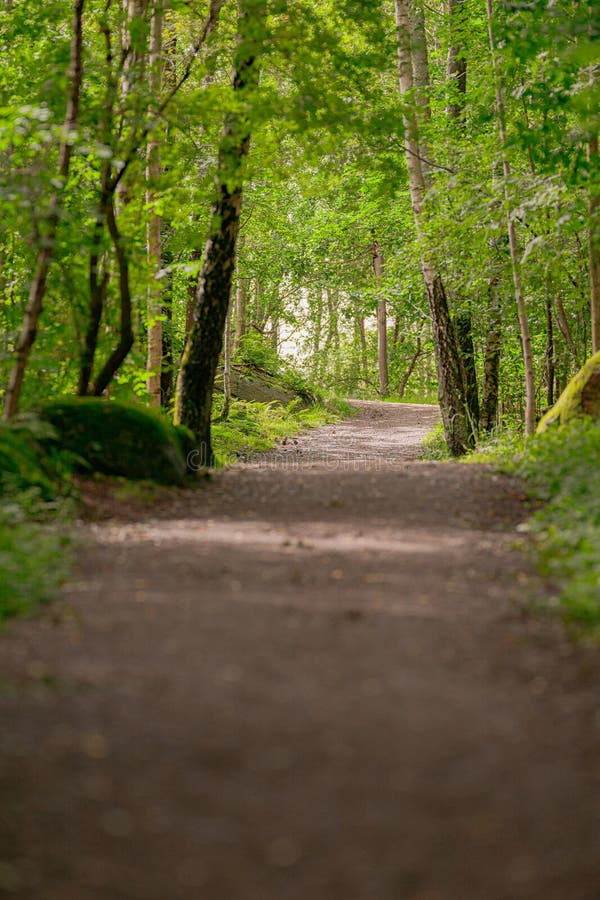 Sun Shining through the Tree Canopy on a Forest Path.. Stock Photo ...