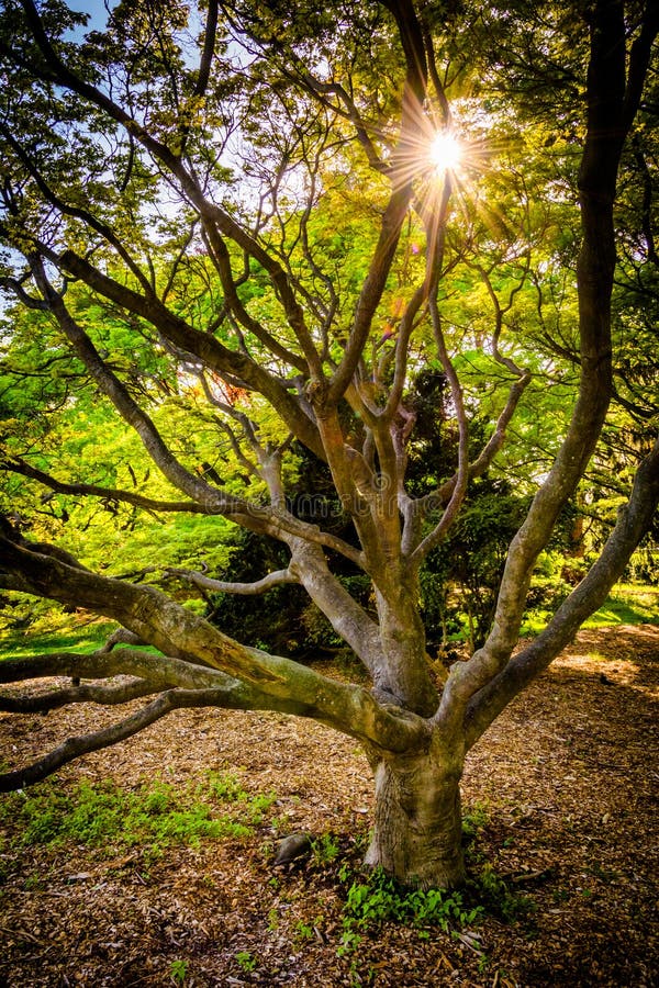 The Sun Shining through a Tree at Cylburn Arboretum, in Baltimore ...