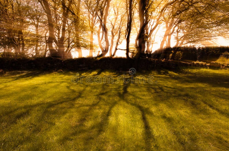 Sun Shining through Tree with Direct Sunlight Stock Photo - Image of ...