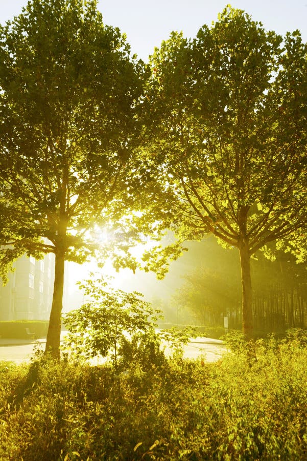 The sun tree stock photo. Image of trunks, park, green - 101761328