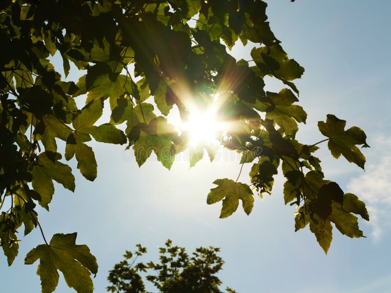 Sun Shining through Tree Leaves Stock Photo - Image of tranquilly ...
