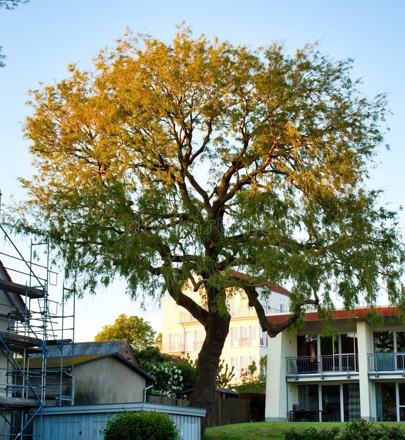 Sun Shining on Tree in Rerik, Germany Stock Photo - Image of cliffs ...
