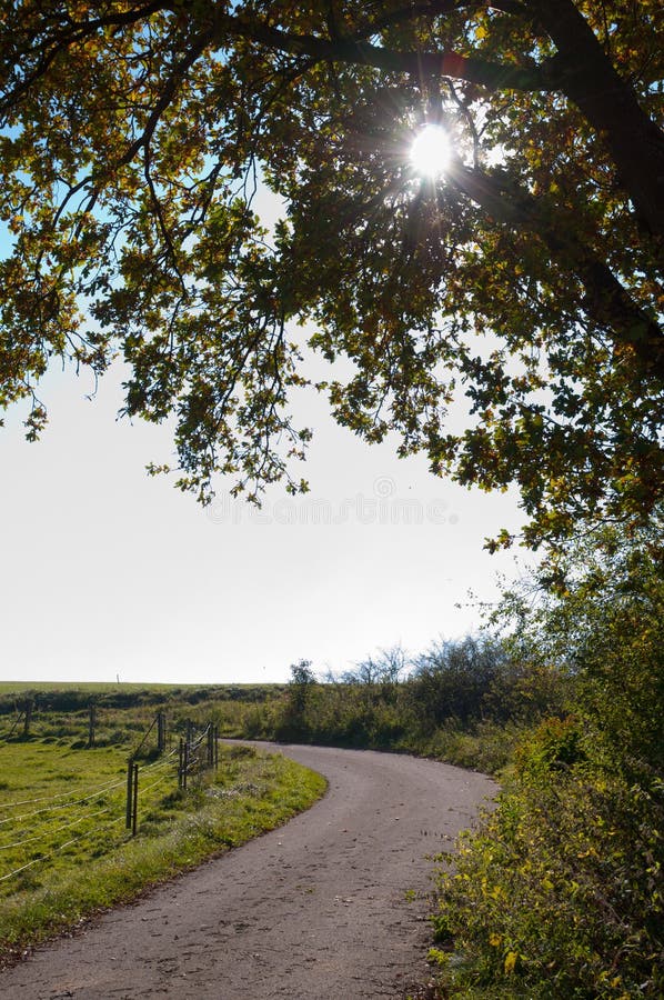 Sun Shining through a Tree by a Rural Path Stock Photo - Image of ...