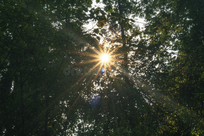 Sun Shining through the Tree Stock Photo - Image of wood, sunny: 371966666