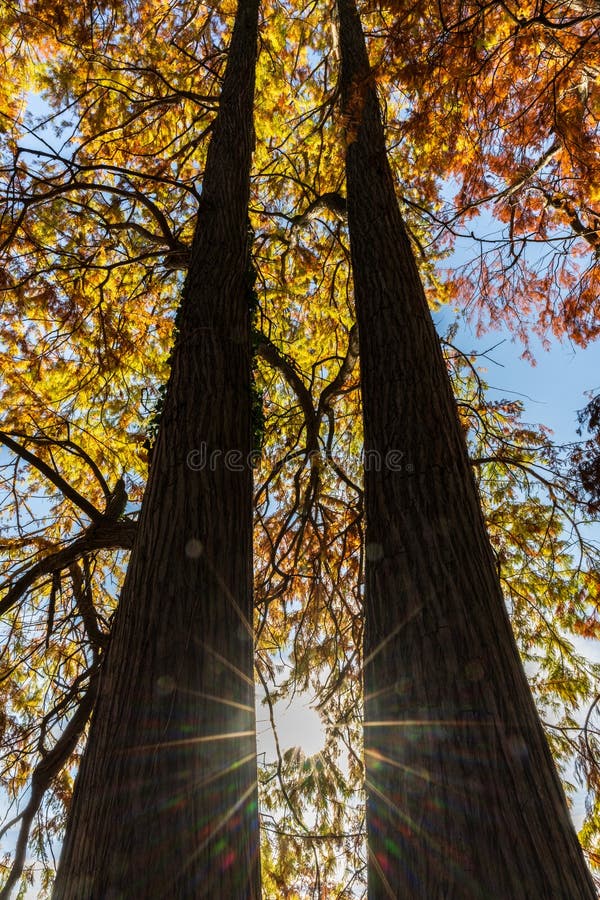Sun Shining through the Trees Cincinnati Stock Image - Image of nature ...