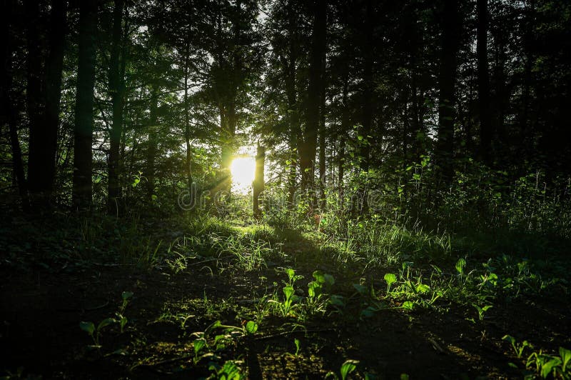 Sun is Shining through the Trees in the Forest at Dusk Stock Photo ...