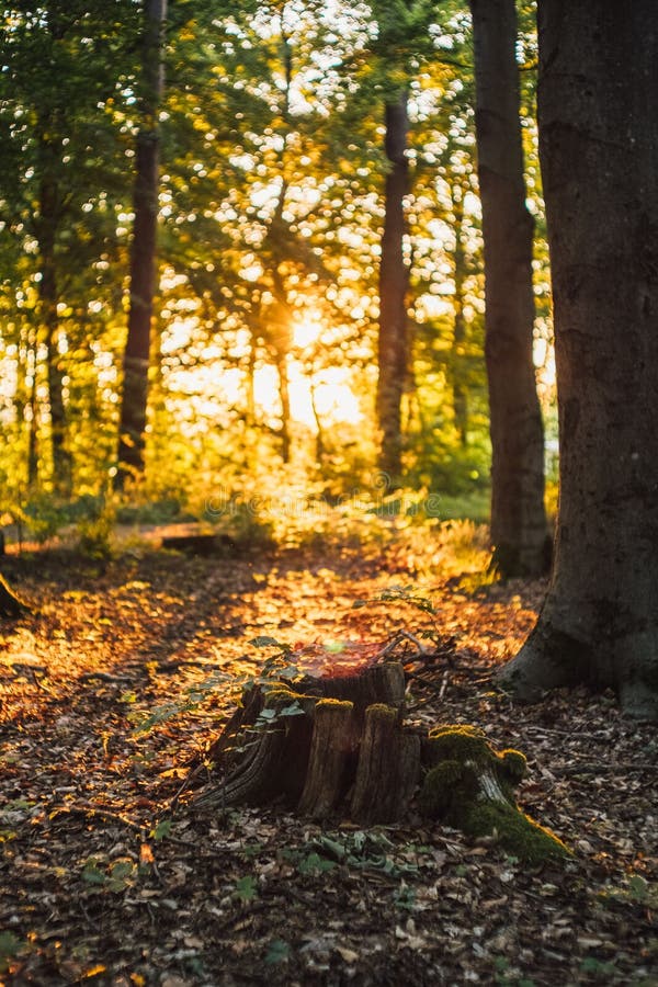 Sun Shining through Trees in a Forest on a Sunny Day in Fall Stock ...
