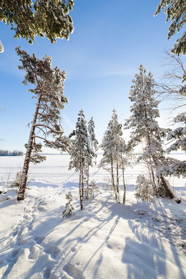 Sun Shining through Trees at Lakeside Winter Stock Image - Image of ...