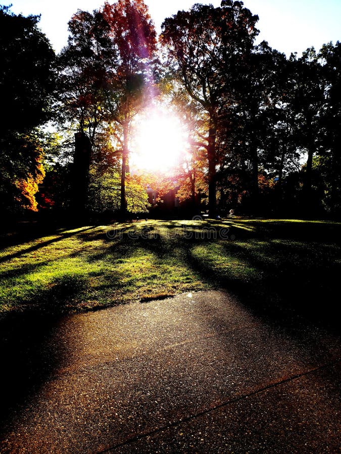 Sun Shining through the Trees and Leafs in the Fall Stock Photo - Image ...
