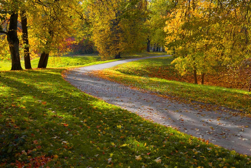 Sun Shining through the Trees on a Path in Golden Stock Image - Image ...