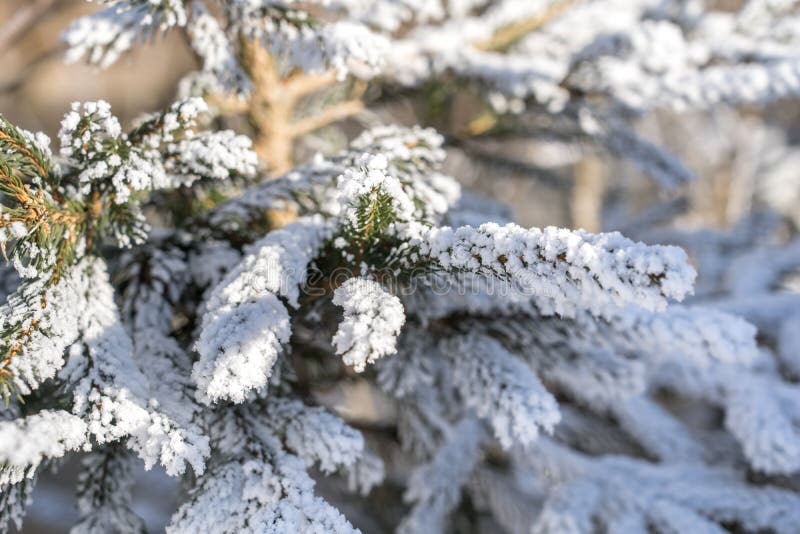 Sun shining through trees stock photo. Image of nature - 267888952