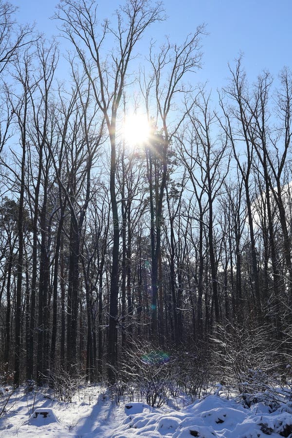 Sun Shining through Trees in Snowy Forest on Sunny Winter Day Stock ...