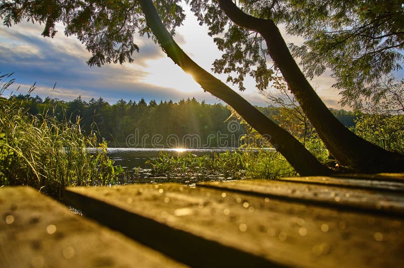 Sun Shining on the Trees and Water during Sunset Stock Image - Image of ...