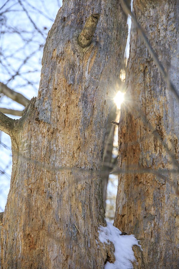 Sun Shining through the Trees in Winter Stock Image - Image of bark ...