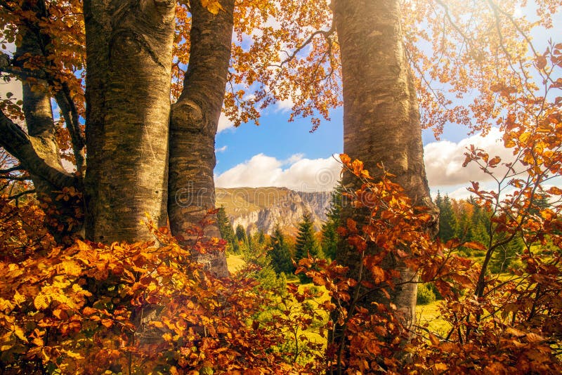 Sun Shining through the Trees in the Woods Stock Photo - Image of grass ...