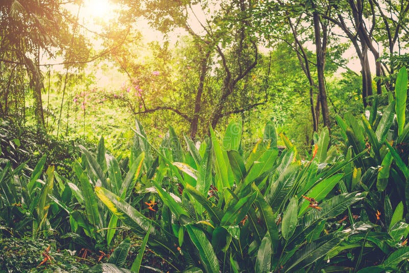Sunshine in the jungle stock photo. Image of leaves, japan - 10786696