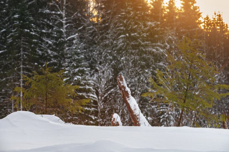Sun Shining Trough a Forest Covered with Snow Stock Image - Image of ...