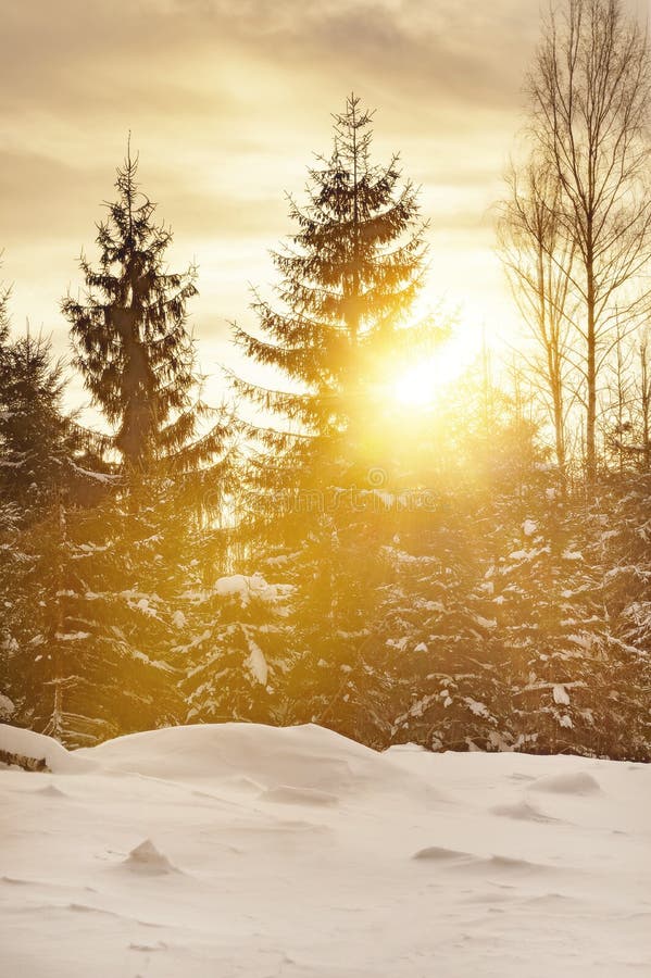 Sun Shining Trough a Forest Covered with Snow Stock Image - Image of ...