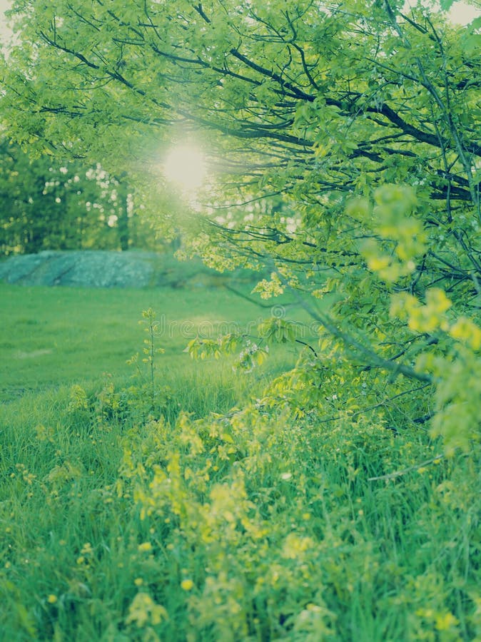 Sun Shining Trough Fresh Spring Green Stock Photo - Image of green ...