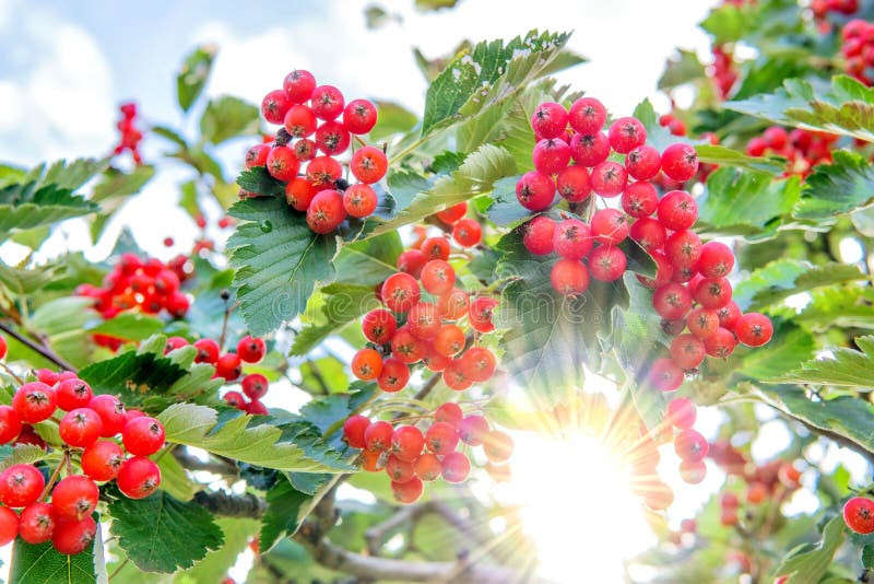 Sun Shining through the Wild Rowan Berries Bush Stock Photo - Image of ...