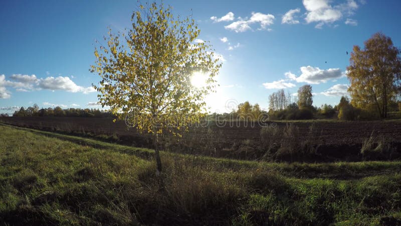 Sun Shining through Yellowing Birch Tree Growing in the Fields, Time ...
