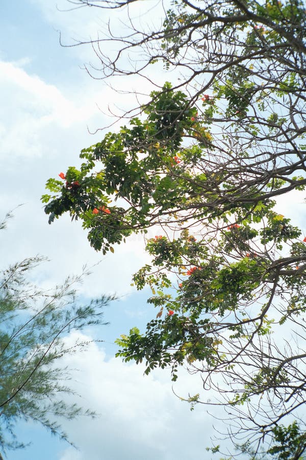 The Sun Shone in the Cloudy Blue Sky. Stock Photo - Image of clear ...