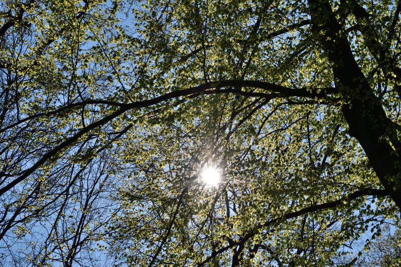 Sun and Skies with Tree in Spring Stock Photo - Image of outdoors ...