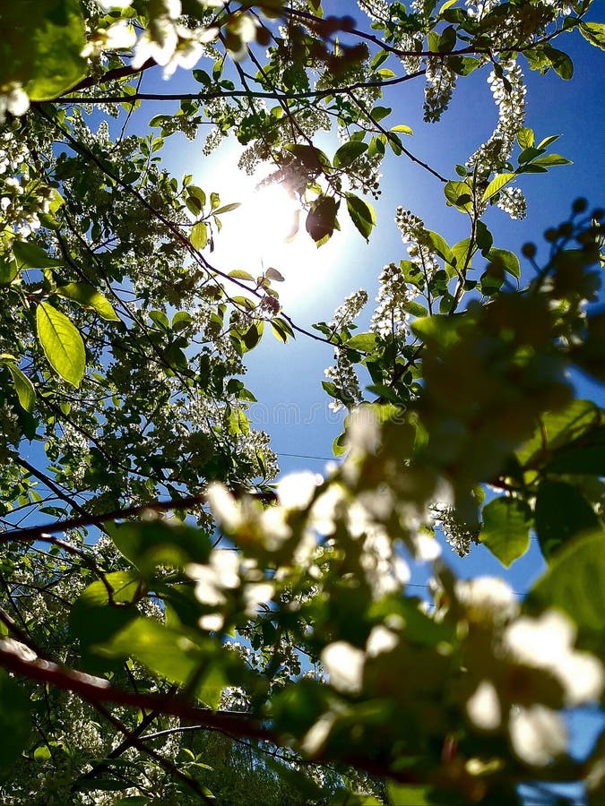 Sun , Sky , Tree, Spring , Apple Blossom Stock Image - Image of produce ...