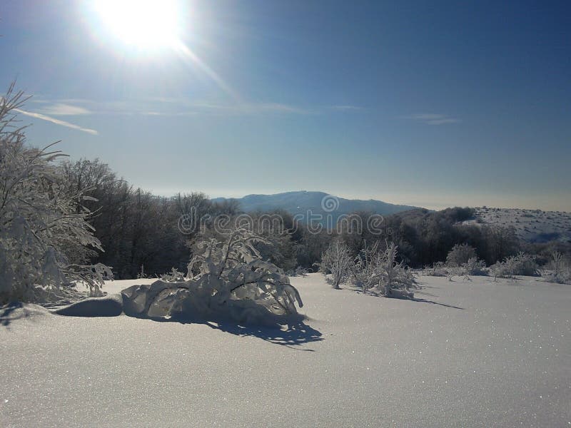 Tree stock image. Image of nebo, zima, tree - 130882257