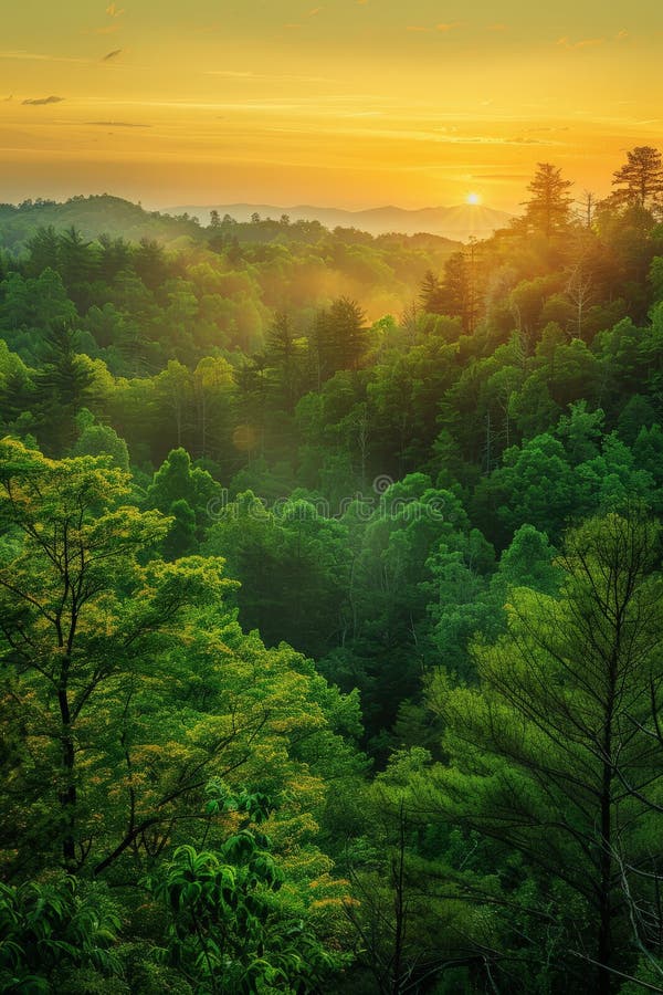 Sun Setting Over Trees in Forest Stock Illustration - Illustration of ...