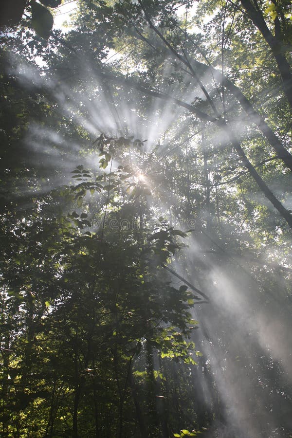 Sun & Smoke stock image. Image of bushes, sunrise - 13120531