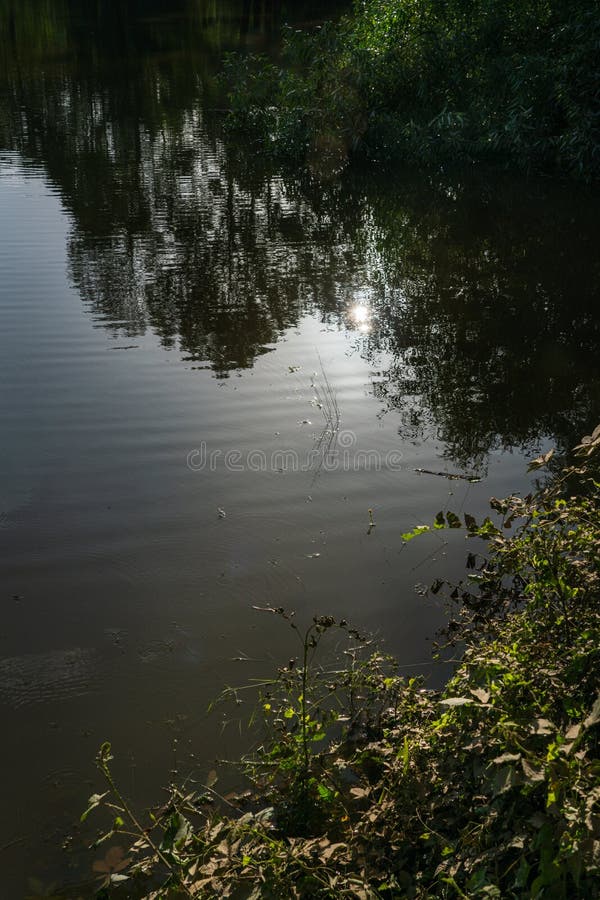 Sun on the Smooth Surface of a Lake in a Forest Stock Photo - Image of ...