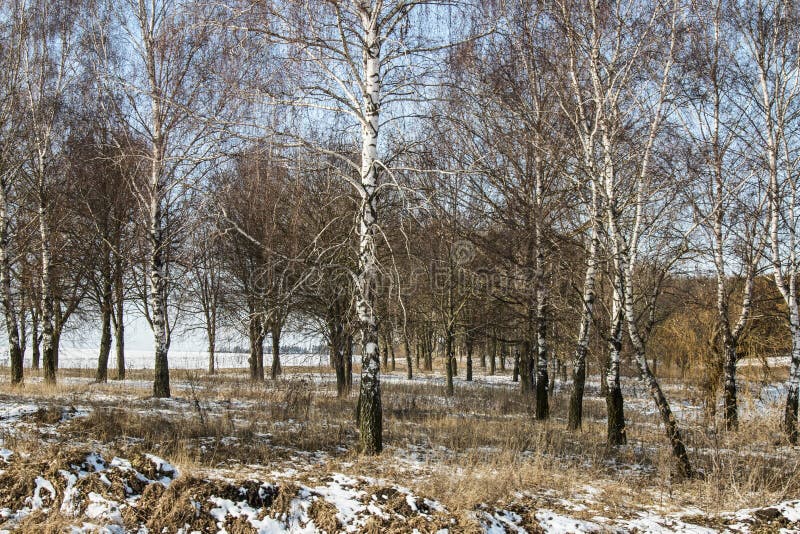 Sun in the Snow-covered Birch Forest Stock Image - Image of blue ...