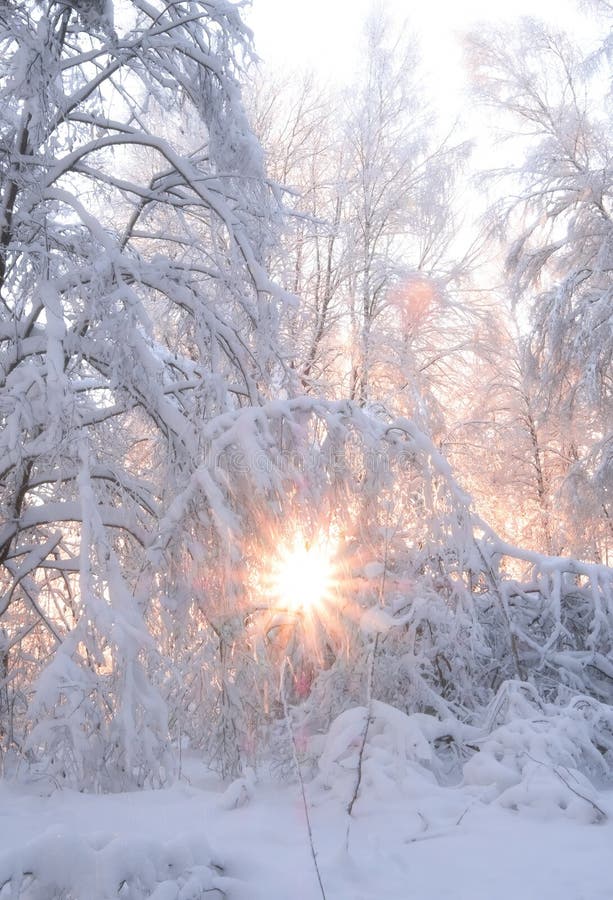 A Sun in Snowy Trees after Snowfall in Winter Stock Image - Image of ...