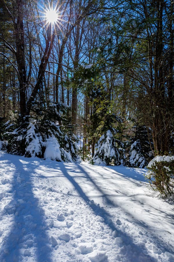 Sun Sparkles through the Snowy Forest Stock Image - Image of cannon ...