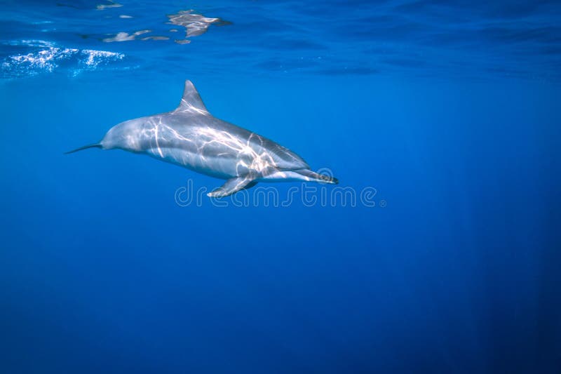 Sun Speckled Dolphin stock image. Image of wildlife - 101967493