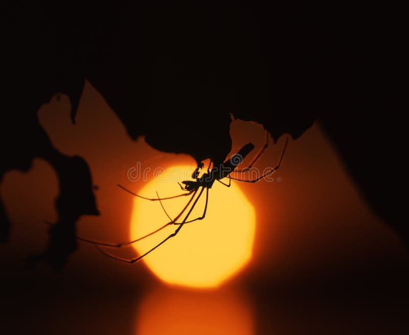 Sun spider stock photo. Image of horizontal, insect, sunset - 3443618