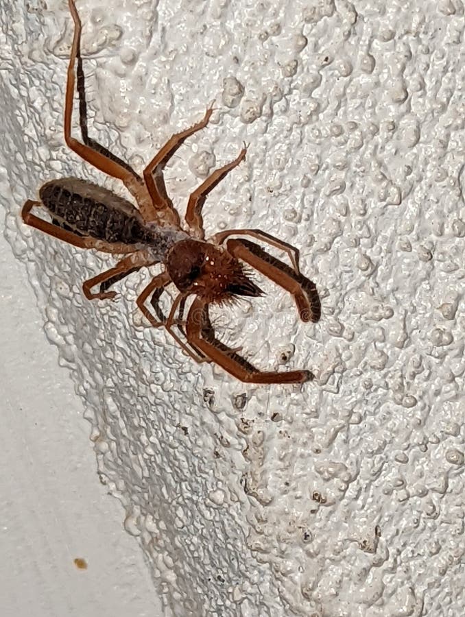 Sun Spider on White Wall stock image. Image of wall - 253872859