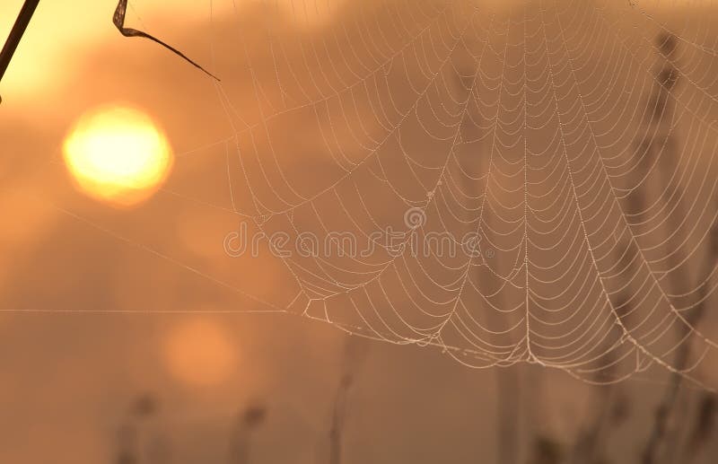 Sun and spiderweb stock image. Image of misty, outside - 45089239