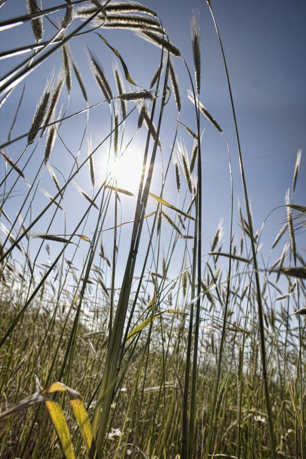 Sun through spike stock image. Image of golden, health - 9723979