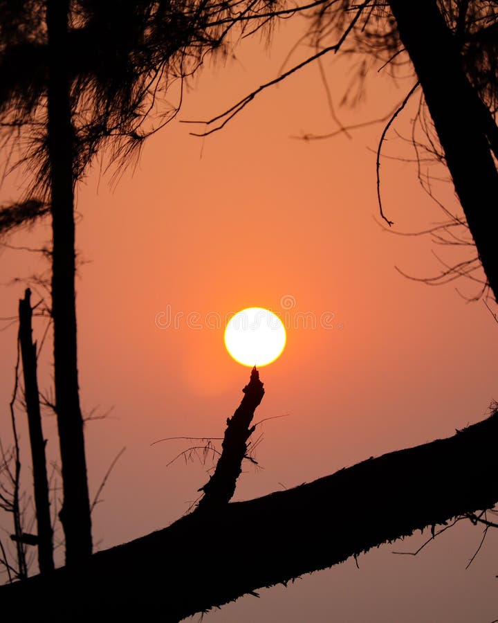 The Sun Stand stock image. Image of morning, dusk, branch - 264426775