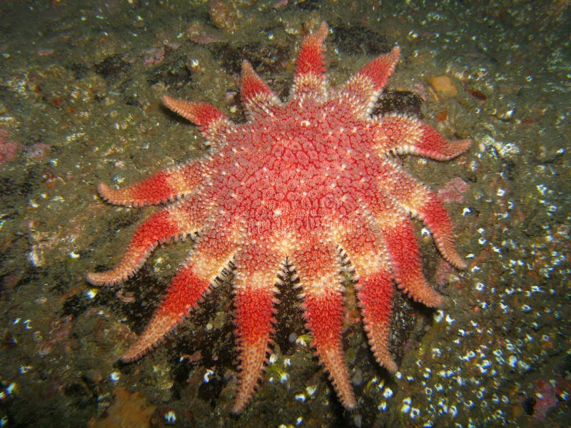 Sun Star stock image. Image of fishes, colorful, amphiprion - 1037761